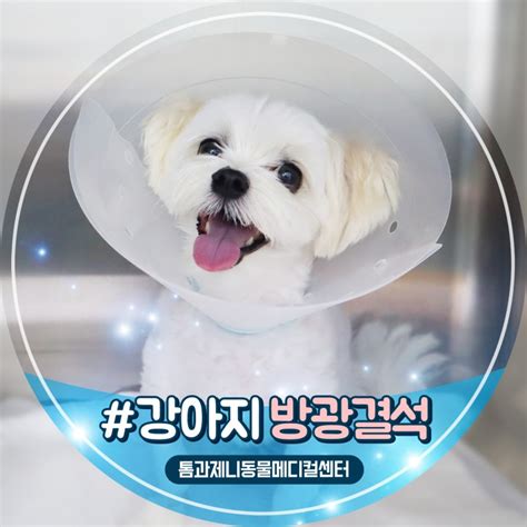 강아지 혈뇨 피오줌 나와 방광결석 스트루바이트 제거했어요 네이버 블로그