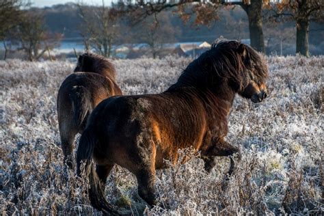 Kneppwildland Rewilding Knepp Wilding