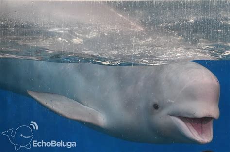 Tyonek Swt Captive Cetaceans Wiki Fandom