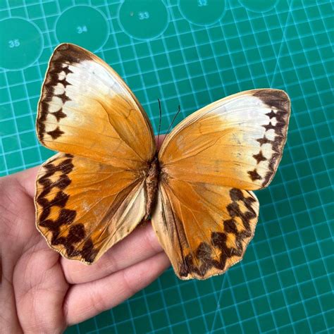 Butterfly Models Etsy Uk