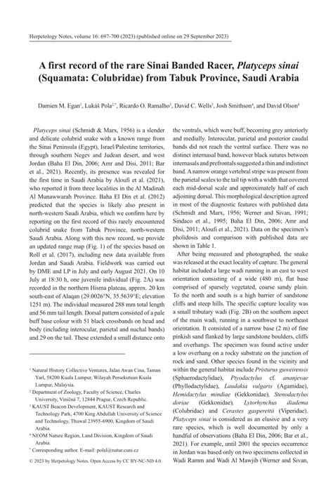 Pdf A First Record Of The Rare Sinai Banded Racer Platyceps Sinai Squamata Colubridae From