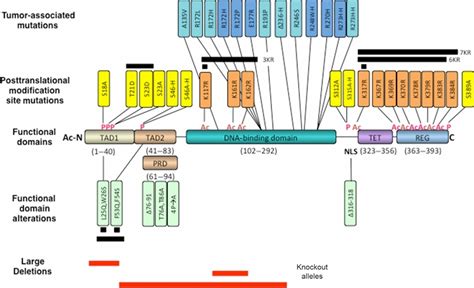 The Tp53 Gene Network In A Post‐genomic Era Human Mutation Vol 35 No 6