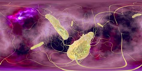 Clostridium Difficile Bacteria 360 Degree Spherical Panorama View