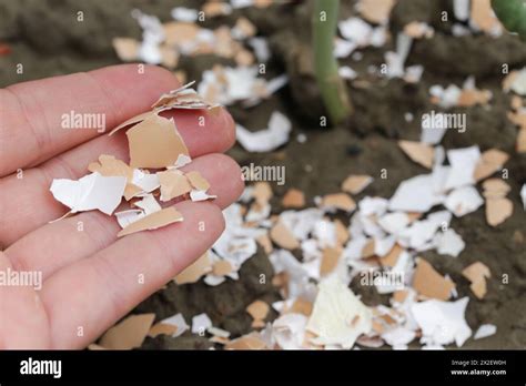 Crushed Eggs Shellsaround Plant As Organic Fertilizer At Home Garden