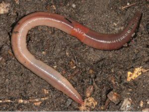 All About Earthworms Nightcrawler Edition