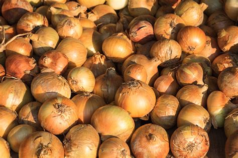 신선한 익은 노란 양파는 거친 풍 화 나무 표면에 야외 건조 됩니다 자연 유기 배경입니다 여름 농촌 현장입니다 말리기에 대한 스톡 사진 및 기타 이미지 Istock