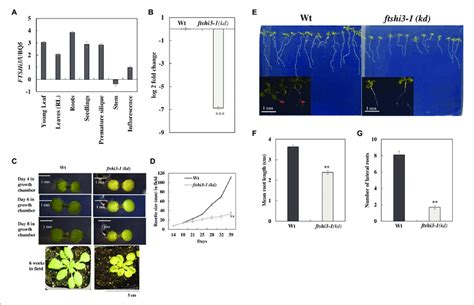 A Graphical Representation Of The Organ Specific Relative