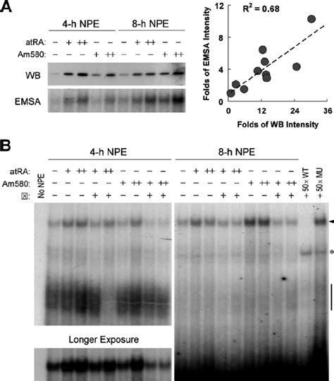 Restimulation With Atra Increases Nuclear Irf 1 And Dna Binding Download Scientific Diagram