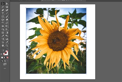 how to trace an image in adobe illustrator vectorize an image