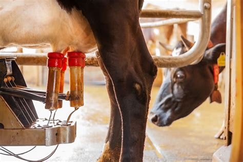 젖소 유방 착유 복잡하고 기계화 된 착유 장비는 백그라운드에서 다른 젖소가 그녀의 차례를 기다리고 있습니다 농장에 대한 스톡 사진 및 기타 이미지 Istock