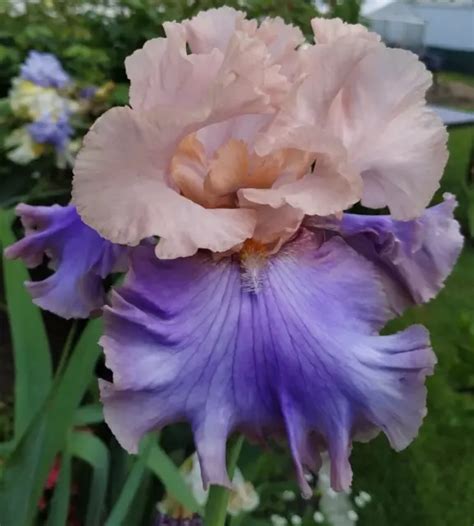 Hohe Iris Florentine Silk Schwertlilie Tb Bart Iris Barbata Rhyzom