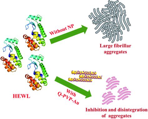 Polymeric Conjugates Q Pvp And Q Pvp Au For Inhibition Of Hewl