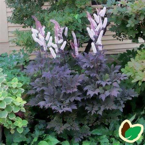 Sølvlys Chocoholic Actaea Simplex Chocoholic Cimicifuga Ramosa