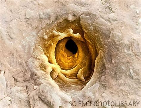 22 Aandp Integument Ideas Microscopic Photography Things Under A