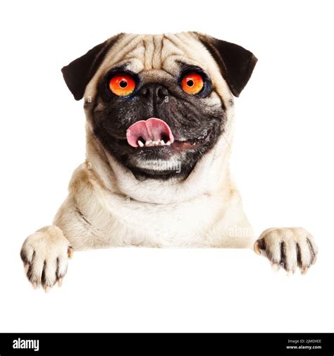 Crazy Dog Images At Lisa Post Blog