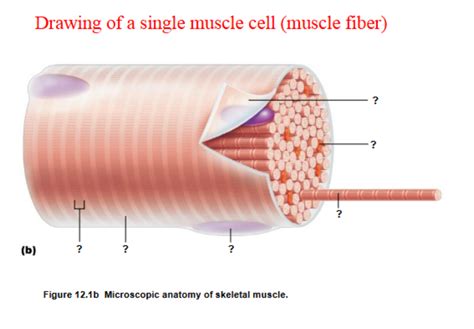 Muscle Cell Anatomy Sarcolemma Mitochondria Nucleus And Myofibrils