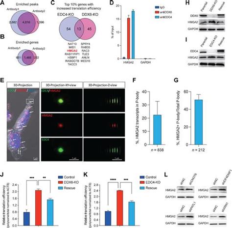 Pooled Crispr Screening Identifies P Bodies As Repressors Of Cancer Epithelialmesenchymal