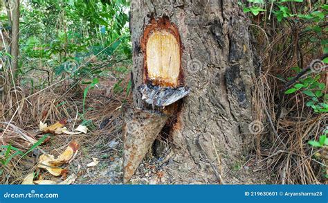 Pine Tree Resin Extraction And Collection Process Stock Image Image Of Insect Plant 219630601