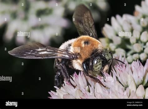 A Large Fuzzy Green Eyed Male Eastern Carpenter Bee Xylocopa Virginica