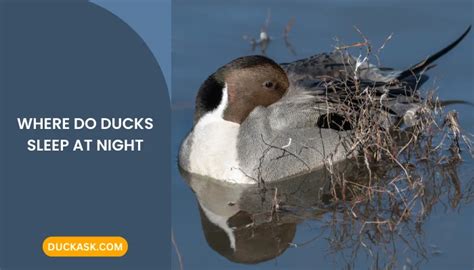 What Does A Duck Nest Look Like Duck Asks