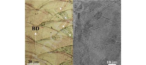 The Optical And Sem Micrographs Showing The Microstructure Parallel To Download Scientific