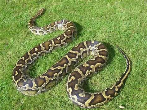 The Largest Snakes Tiger Python Nature