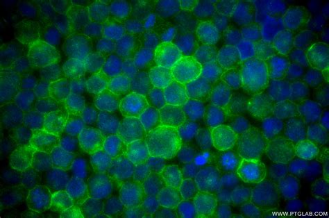 Cd80 Antibody 83198 4 Rr Proteintech