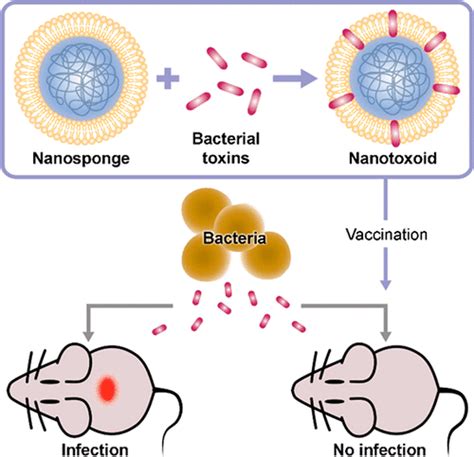 Toxoid Vaccination Against Bacterial Infection Using Cell Membrane Coated Nanoparticles