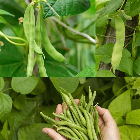 Hoe Groeien Bonen Een Complete Gids Voor Een Succesvolle Oogst