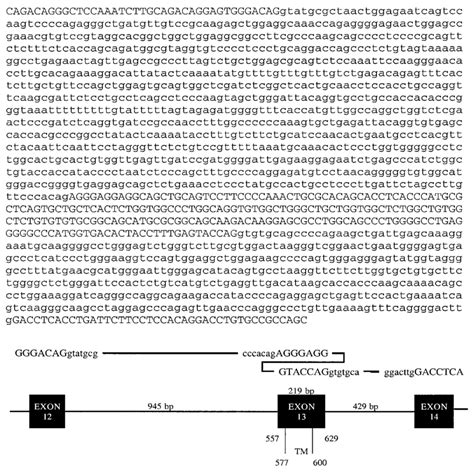 Nucleotide Sequence Of Human Genomic DNA Around The Deleted Region Download Scientific Diagram