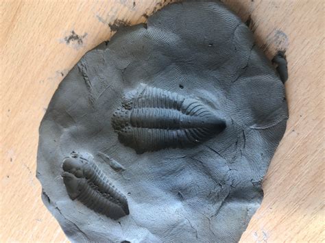 Make Your Own Fossils With Clay Museum Of Barnstaple And North Devon
