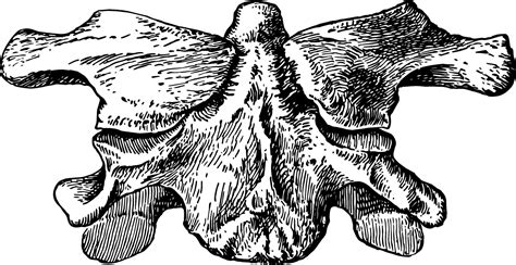 Atlas Without Anterior Arch Vintage Illustration 35463833 Vector Art