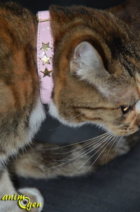 Collier Pour Chat En Cuir Anti étranglement Bobby Animogen