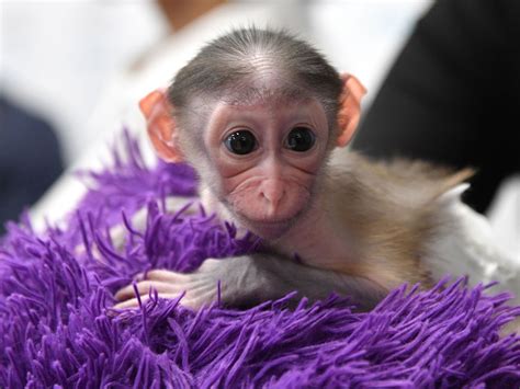 خالق انیمیشن محبوب بچه میمون های بازیگوش درگذشت 03072022