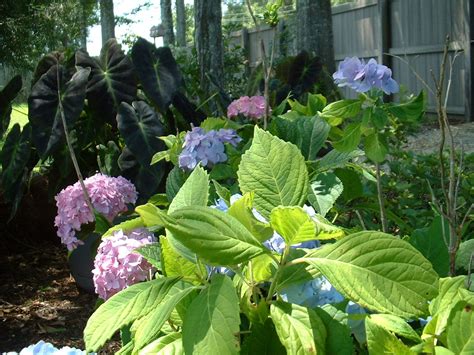 Hydrangea With Black Velvet Elephant Ears