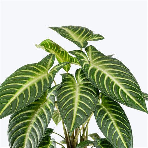Xanthosoma Lindenii Magnificum Toronto House Plant Delivery Jomo Studio