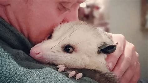 Cute Opossum