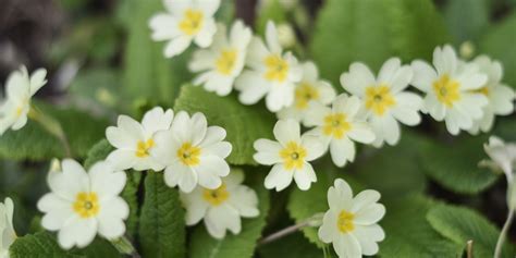 A Primrose Is A Primrose Well Not Always Science Musings