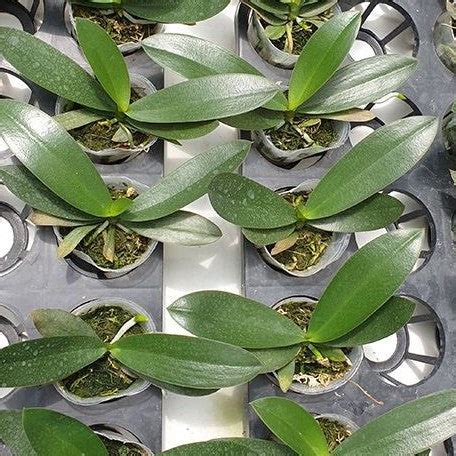 Phalaenopsis Little Emperor '560' (peloric 2 eyes) 2.5" Fragrant ...