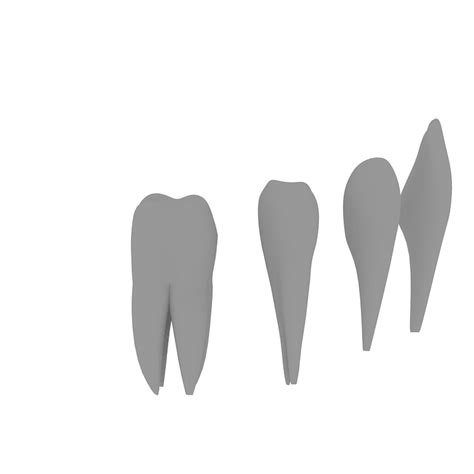 Set Of Teeth Free 3d Model On