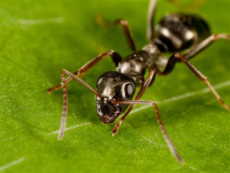 Ant Up Close By Twitch1977 On DeviantArt