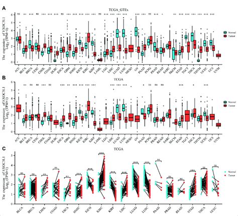 The MRNA Expression Of EXOC L In Pan Cancer A The MRNA Expression Download Scientific