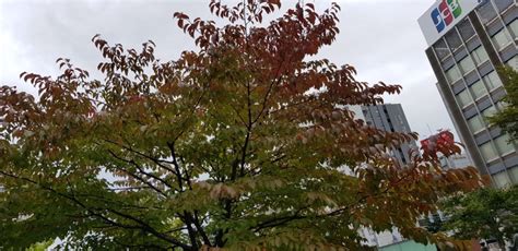 삿포로 여행 코스 삿포로 시내 가볼만한곳 시계탑 오도리공원 니조시장 티비타워 네이버 블로그