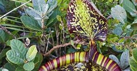 쥐·벌레 잡아먹는 대형 육식 식물 발견