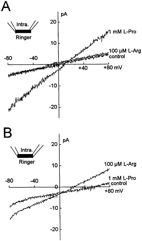 Currents Elicited By Voltage Ramps From 80 To 80 Mv Across Planar Lipid