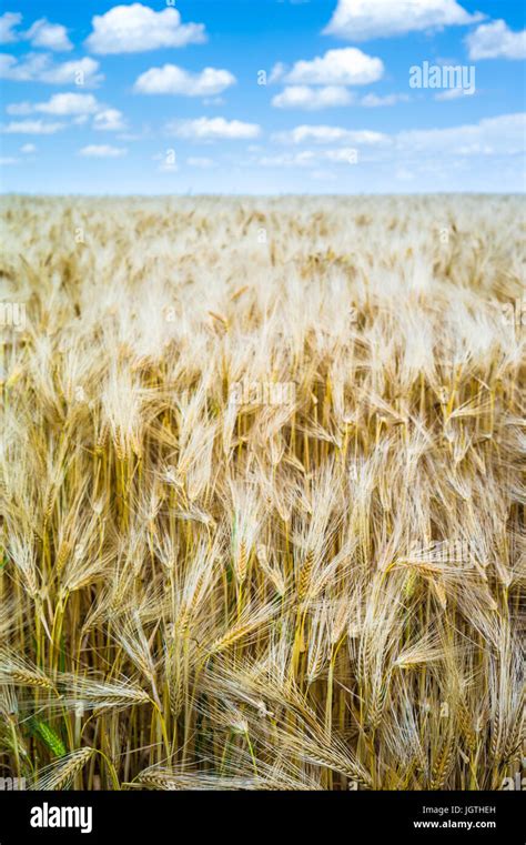 Wheat Field Harvest