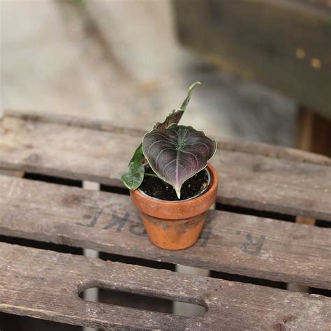 Epipremnum Njoy Mini Grönväxtriket