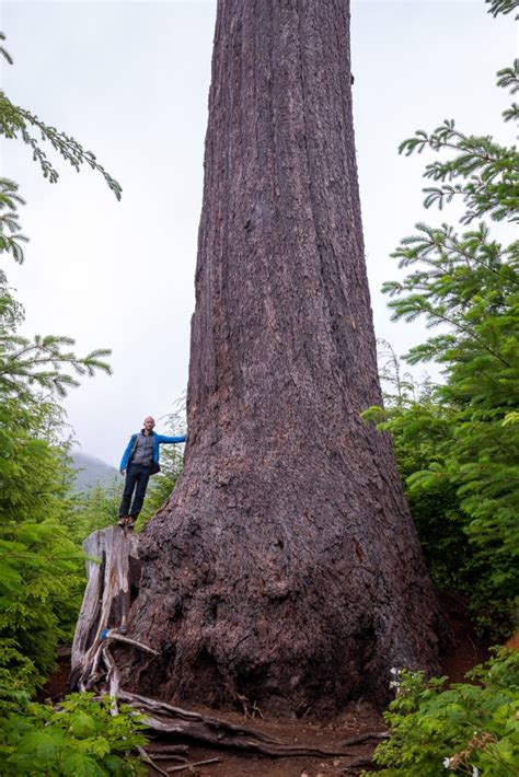 Old Growth Forest Hikes Near Port Renfrew Ancient Forest Alliance