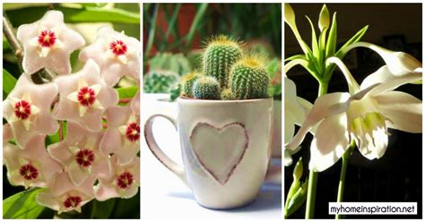 Кімнатні рослини які ідеально підходять для кухні Моє домашнє натхнення