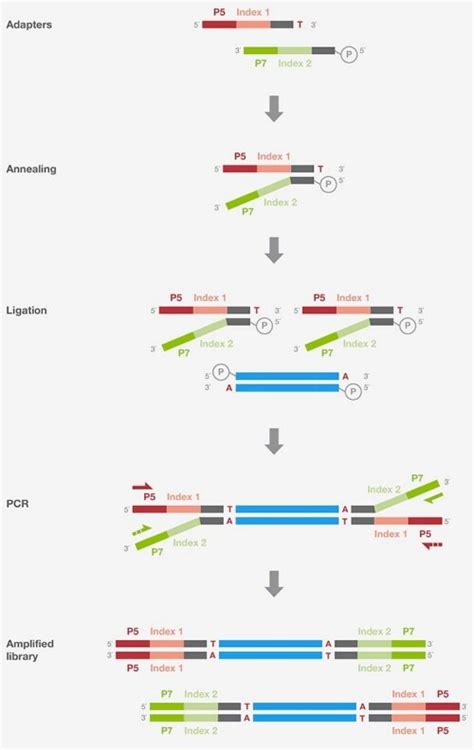 Preparation Of DNA Sequencing Libraries For Illumina Systems Key Steps In The Workflow